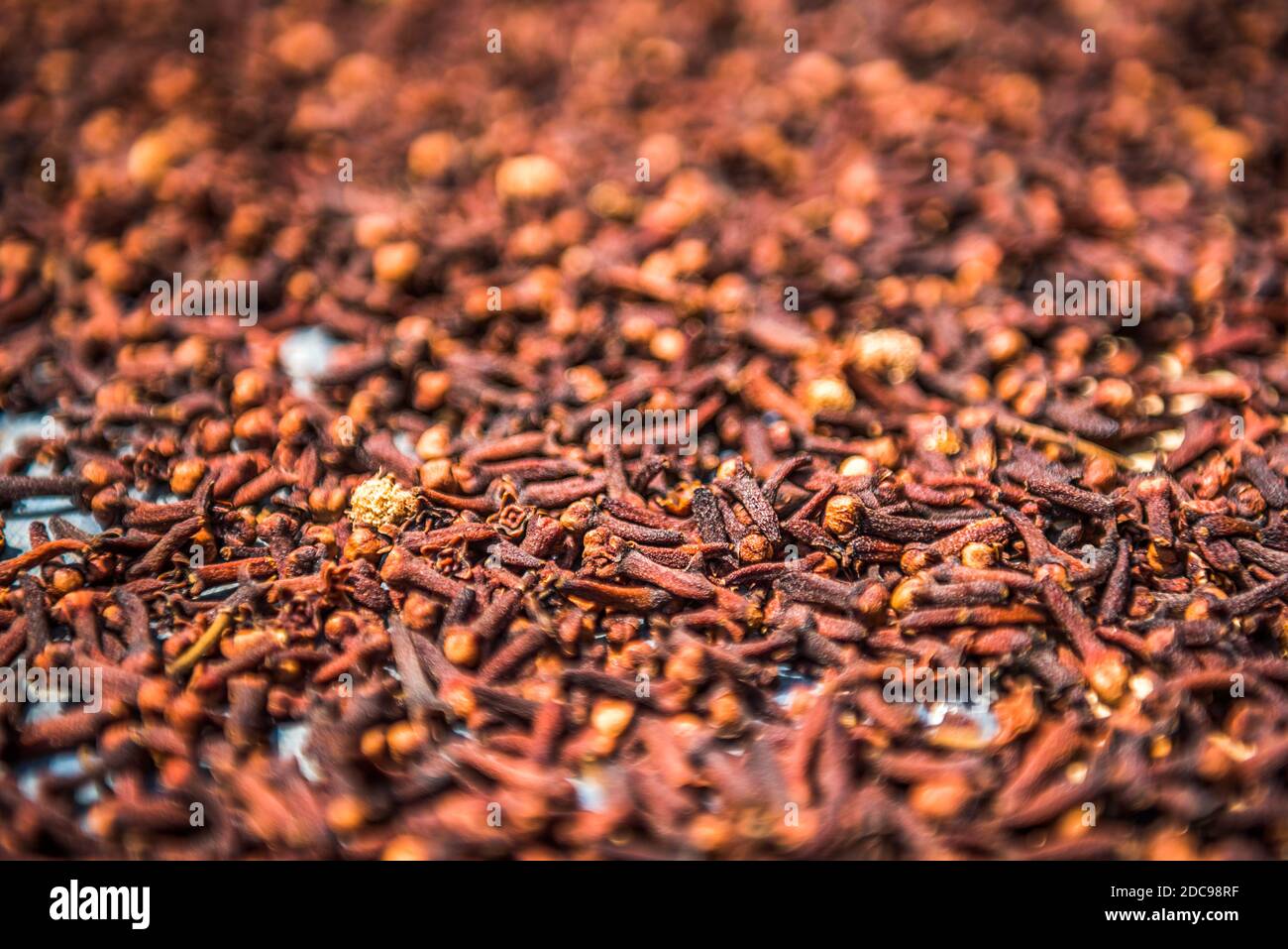 Cloves drying in the sun at Iboih, Pulau Weh Island, Aceh Province ...