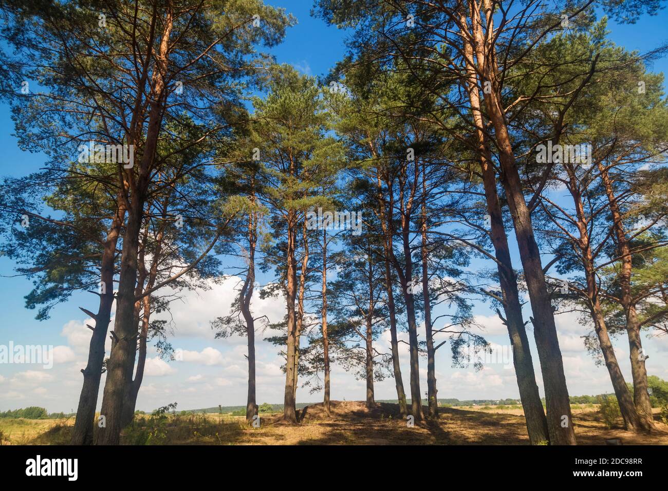 Tall pine trees in the forest on a summer sunny day against Blue Sky ...