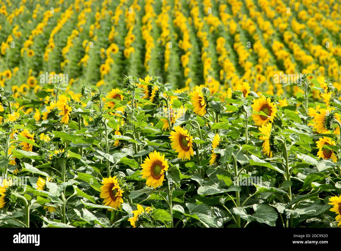 Prairie Sunflower Field in Saskatchewan Canada Rural scene Stock Photo ...