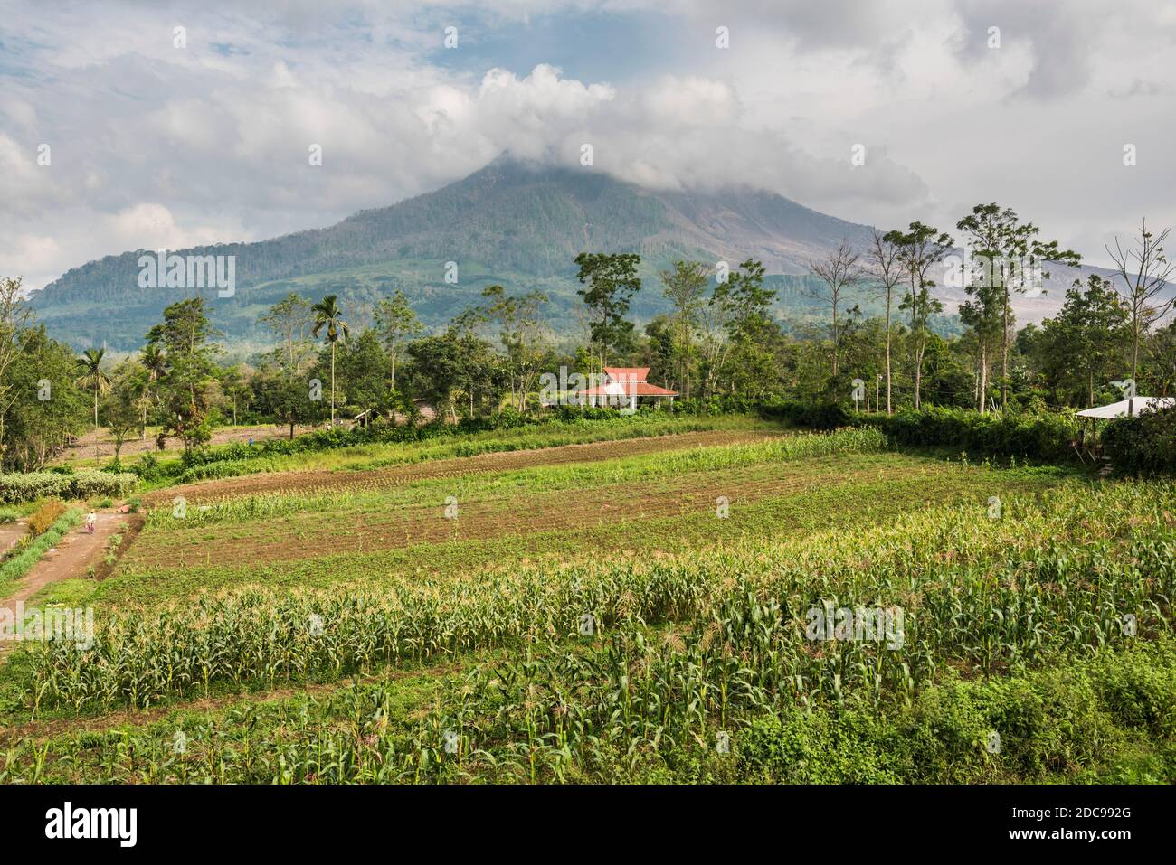Farm land and fields in the foothills of active Sinabung Volcano ...