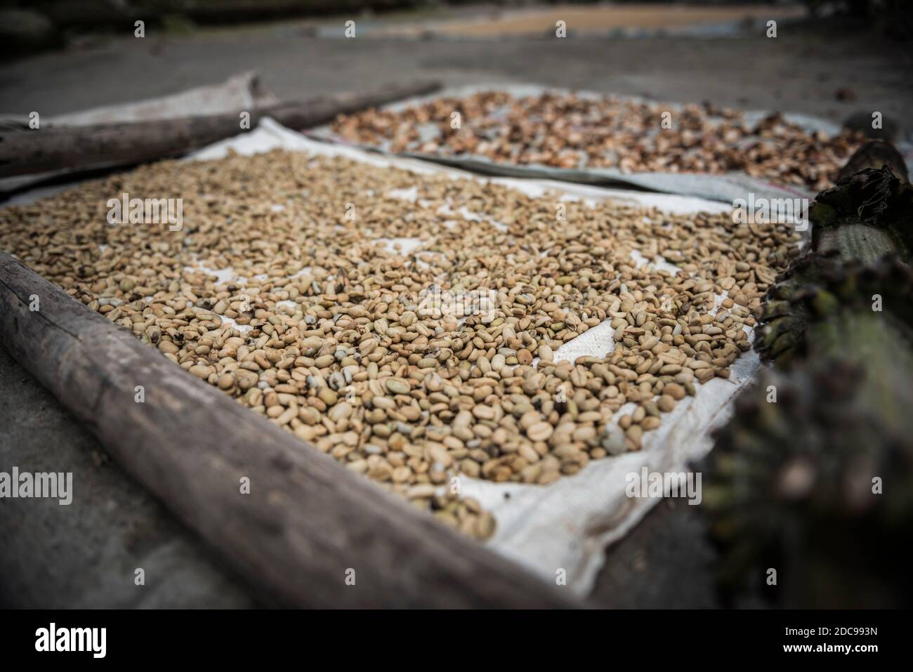 Coffee beans drying in the sun in a village in the foothills of ...