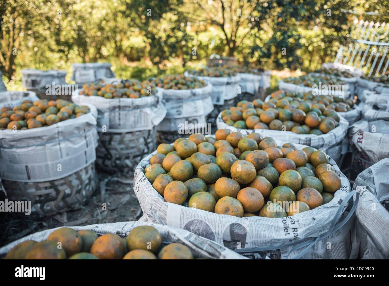 Orange farm, Berastagi (Brastagi), North Sumatra, Indonesia, Asia Stock ...