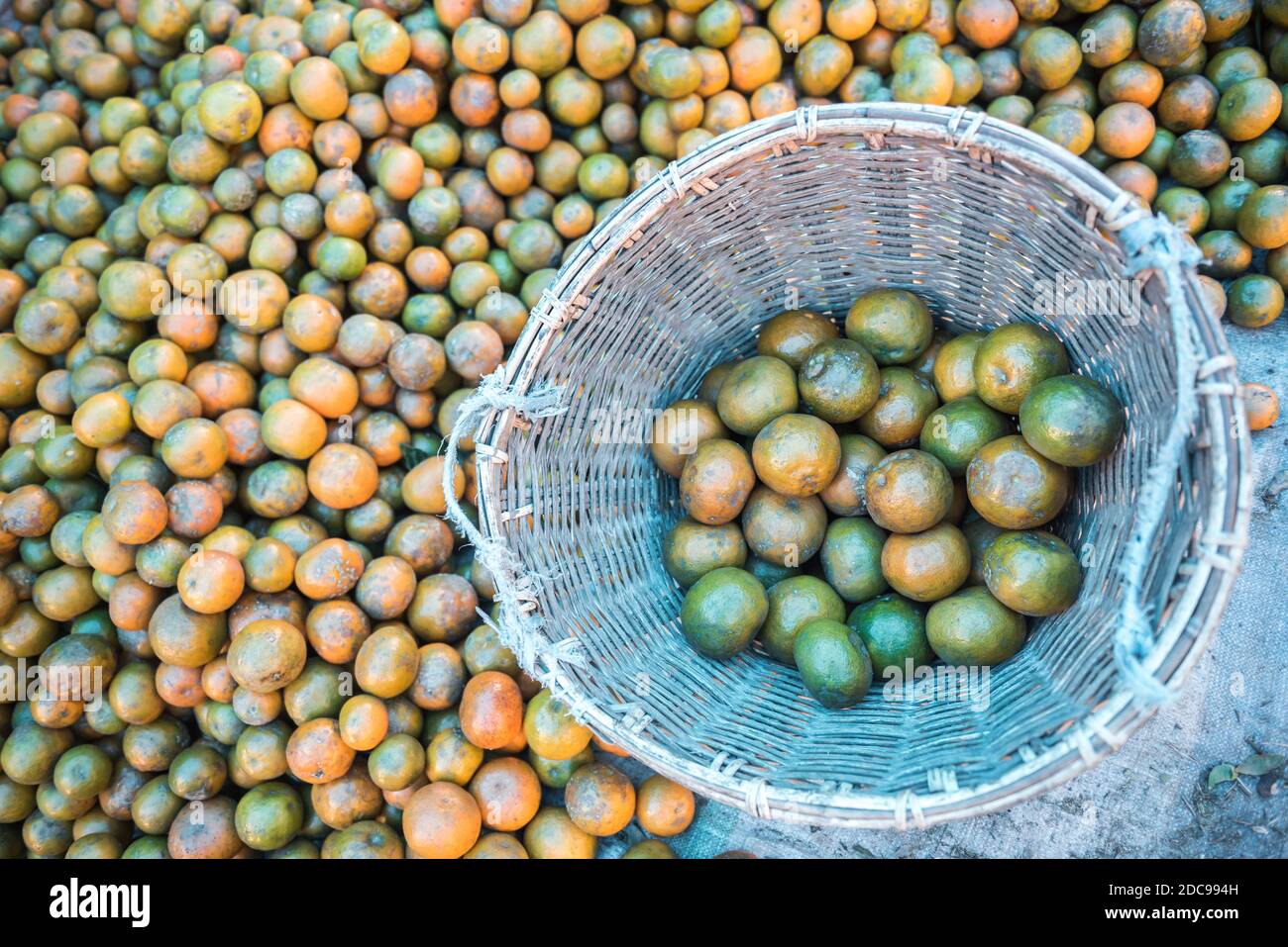 Orange farm, Berastagi (Brastagi), North Sumatra, Indonesia, Asia Stock ...