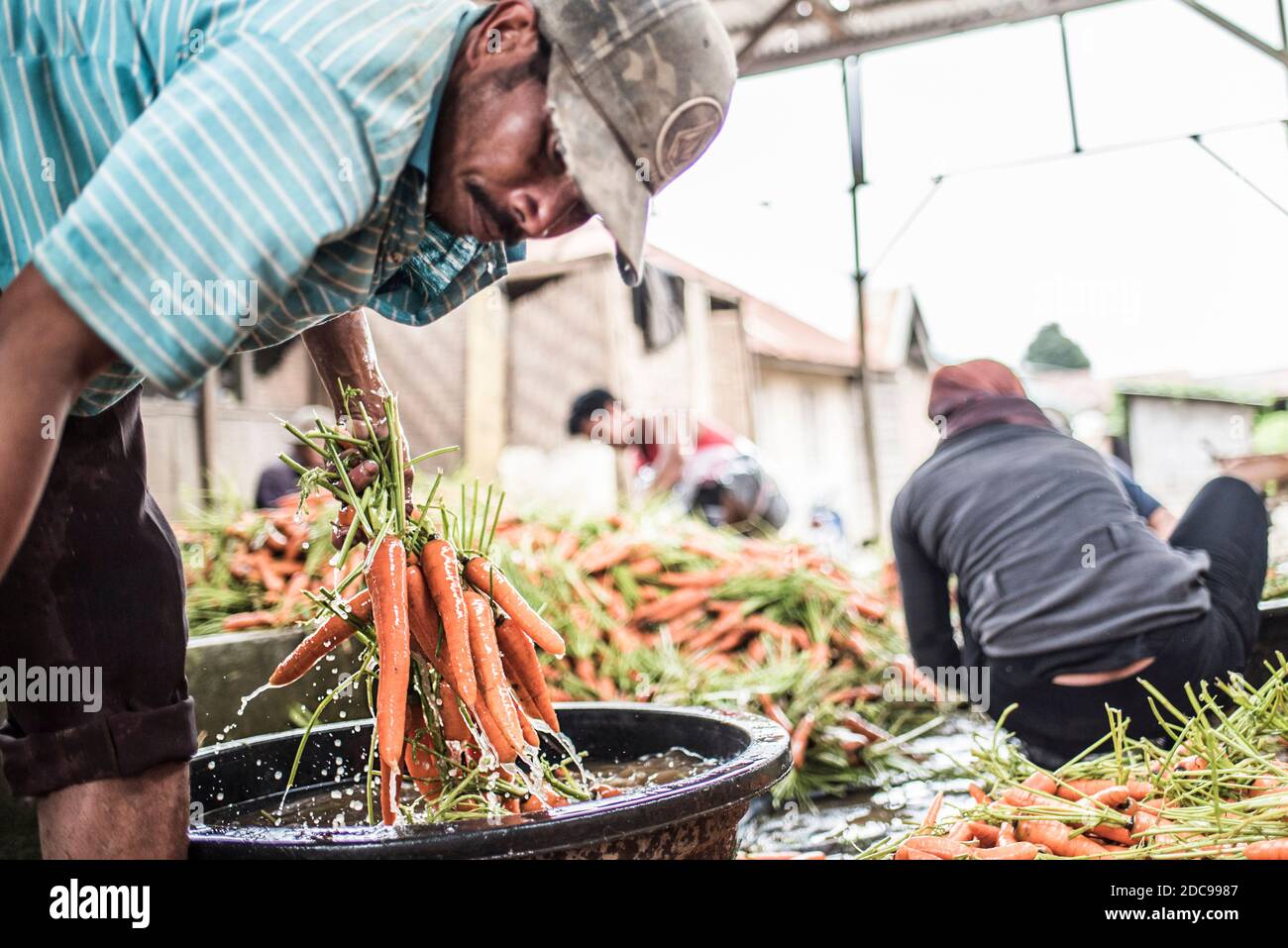 Carrot farm in Bukittinggi, West Sumatra, Indonesia, Asia Stock Photo ...