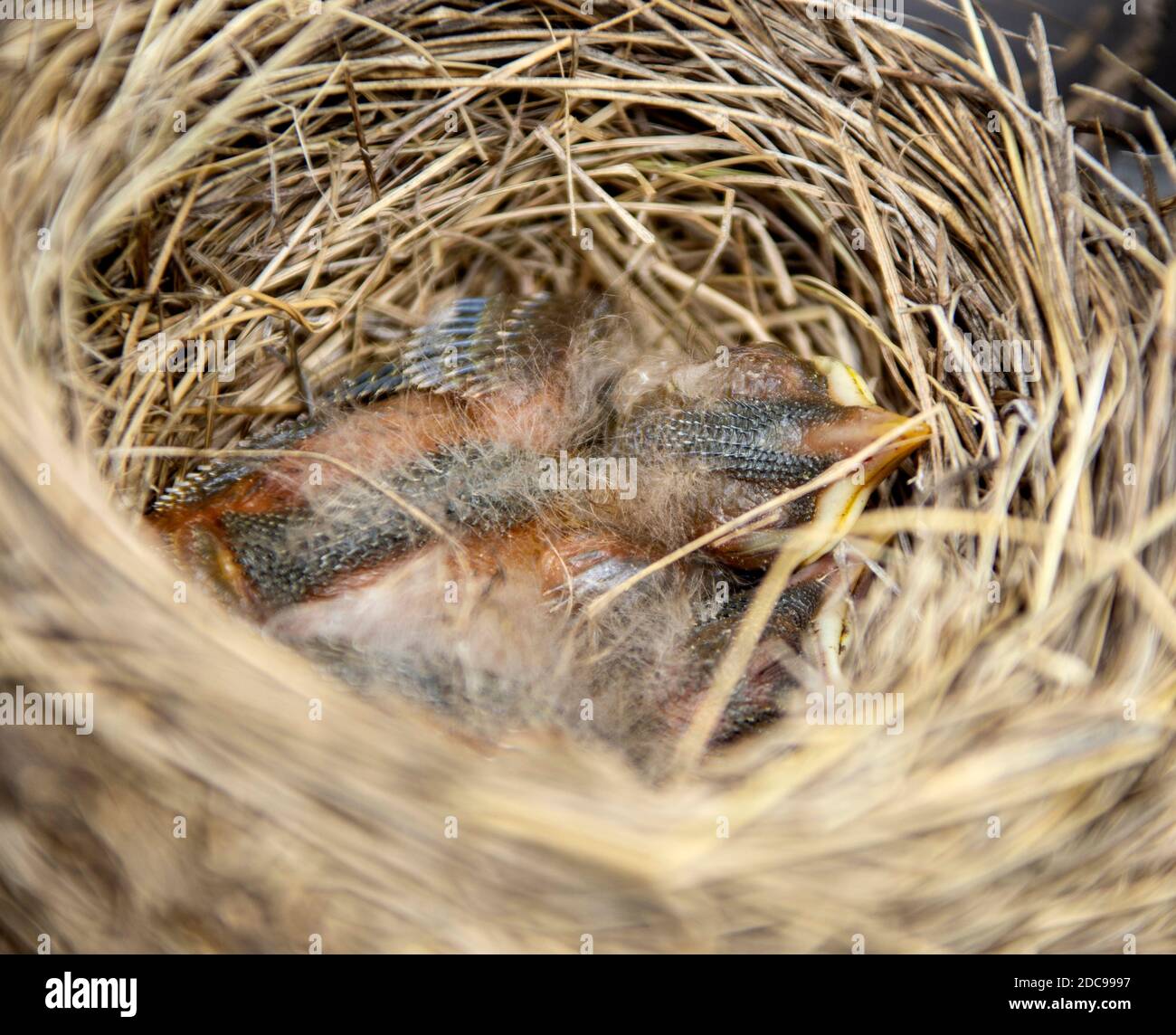 Baby robins hi-res stock photography and images - Alamy