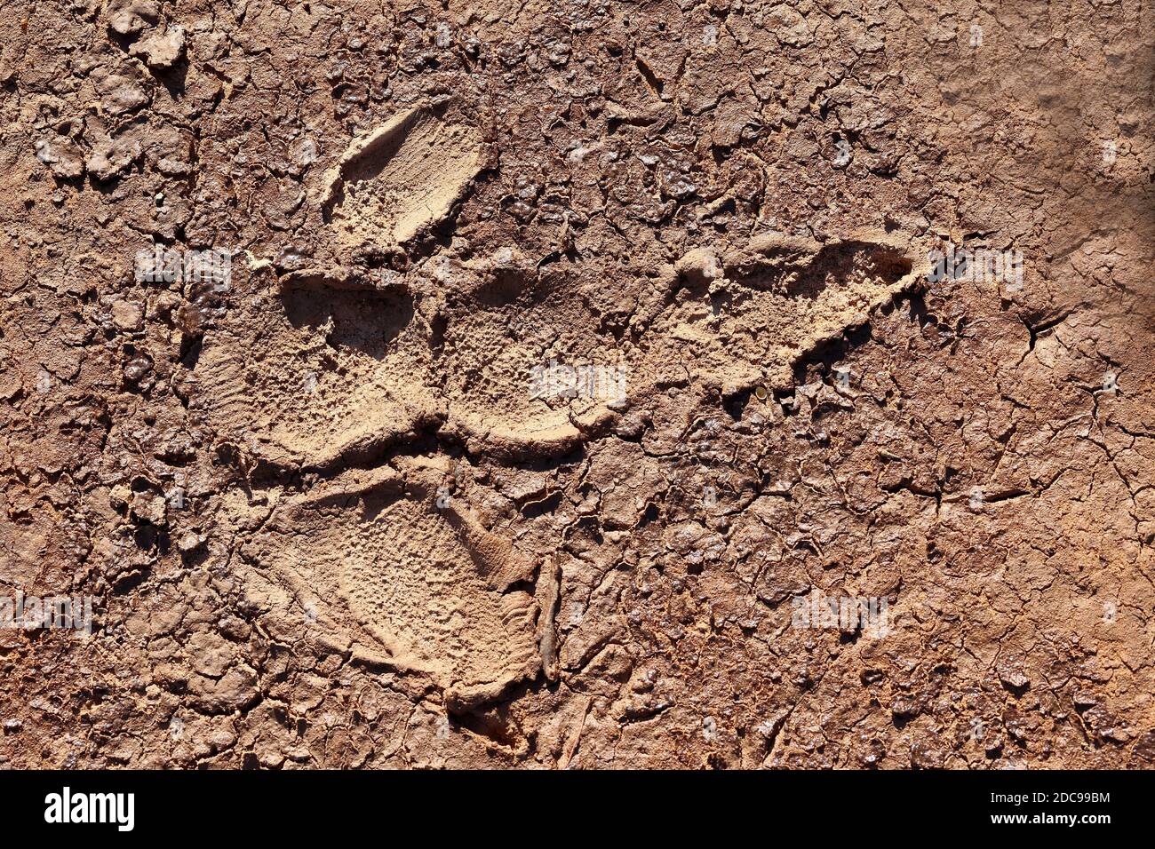 Footprint of Australian Emu in mud Stock Photo - Alamy