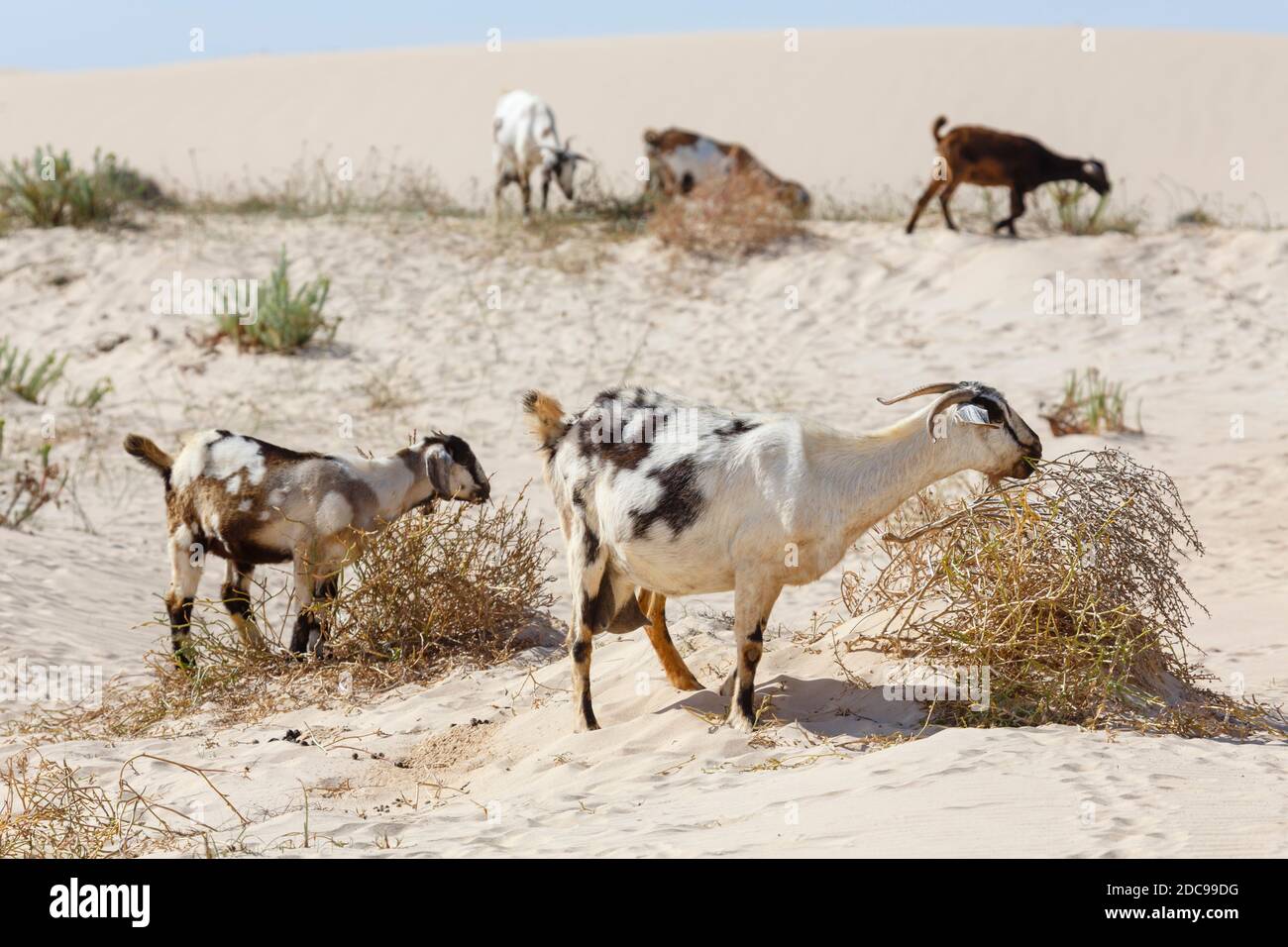 Herd of wild goats in Corralejo sand dunes national park, Fuerteventura ...