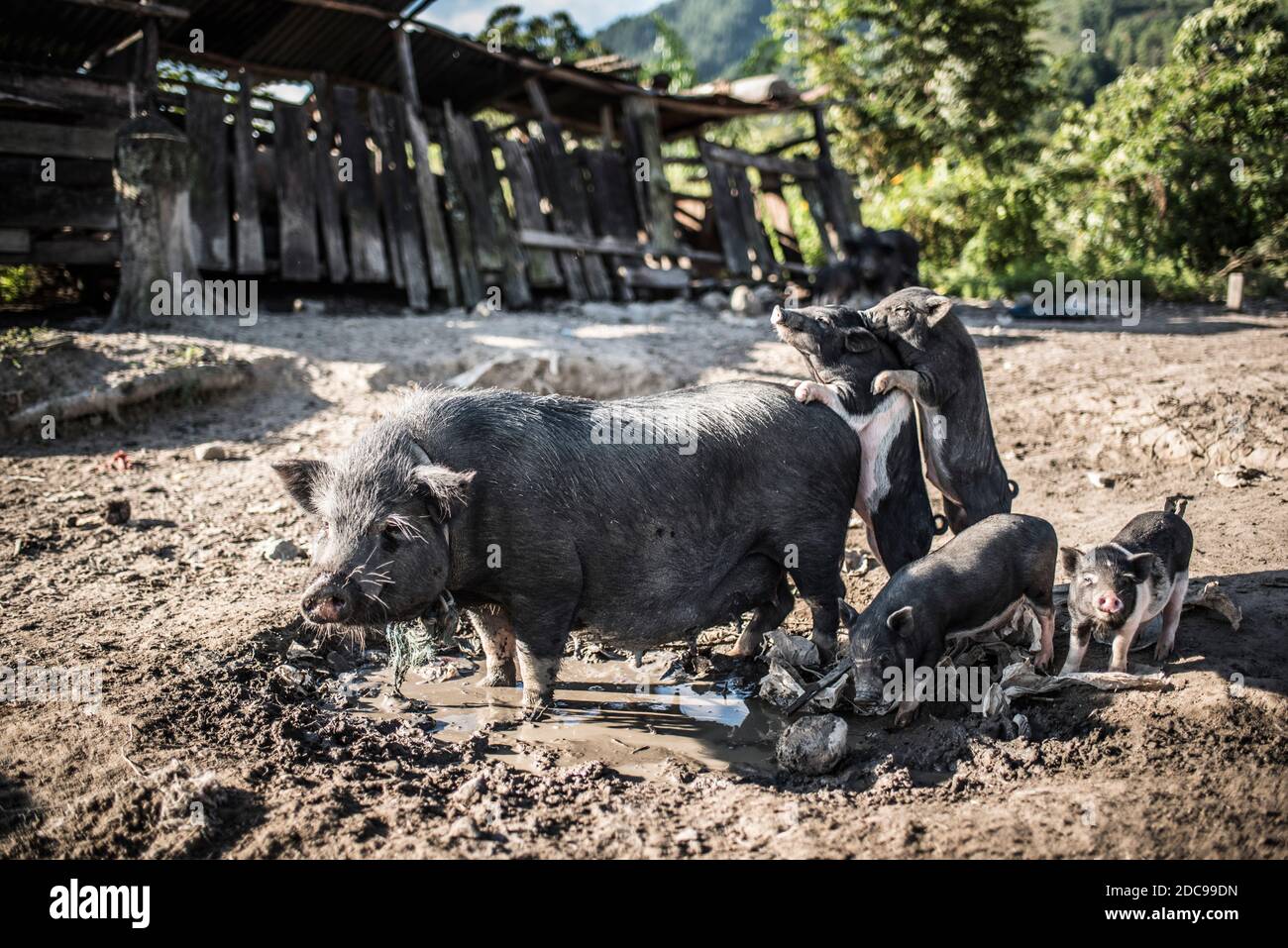Southeast asian pigs hi-res stock photography and images - Alamy