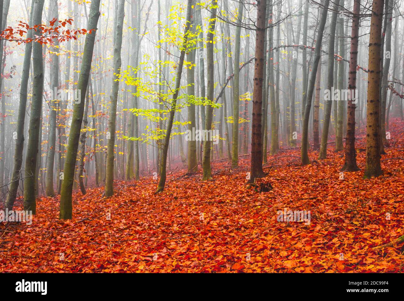 Unreal beautiful autumn tree hi-res stock photography and images - Alamy