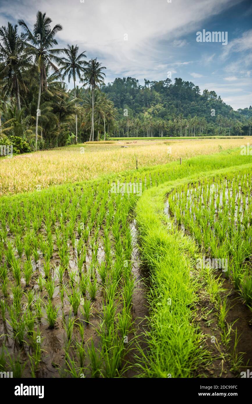 Rice paddy field near Bukittinggi, West Sumatra, Indonesia, Asia Stock ...