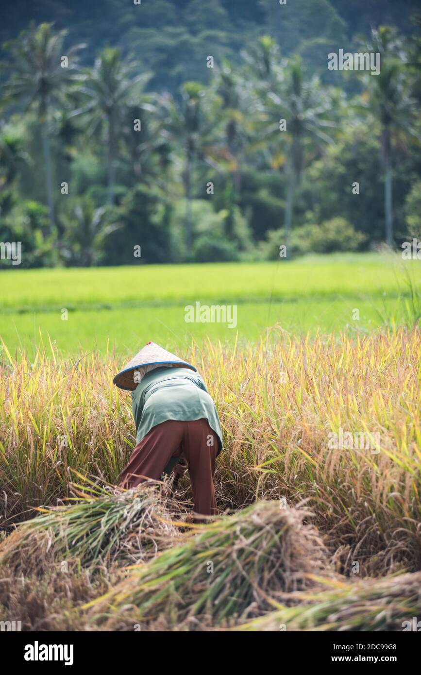 Cutting paddy hi-res stock photography and images - Alamy