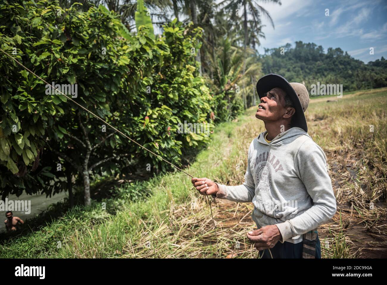 Man collecting coconuts using a trained monkey, Bukittinggi, West ...