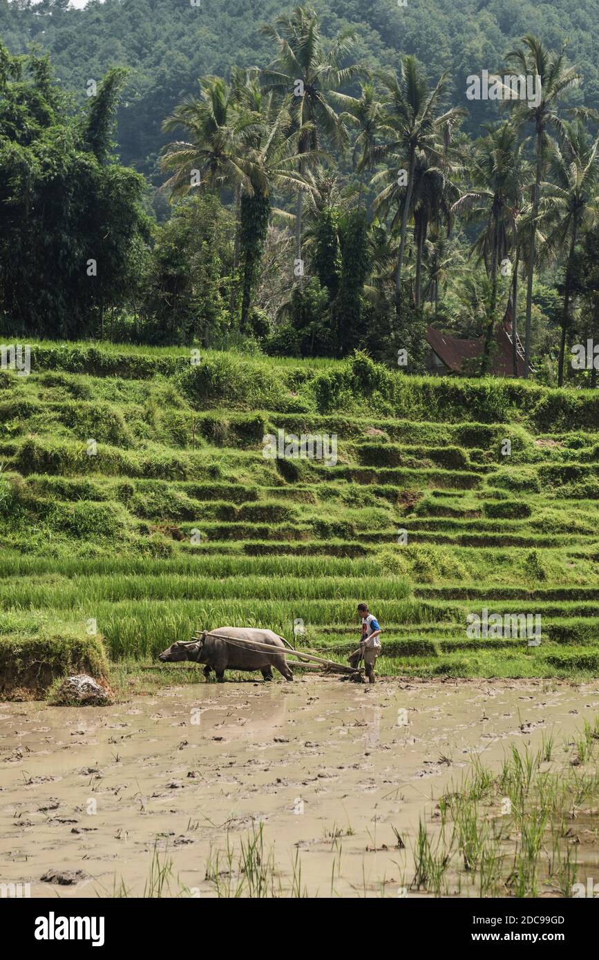Ploughing rice paddy fields with Water Buffalo near Bukittinggi, West ...