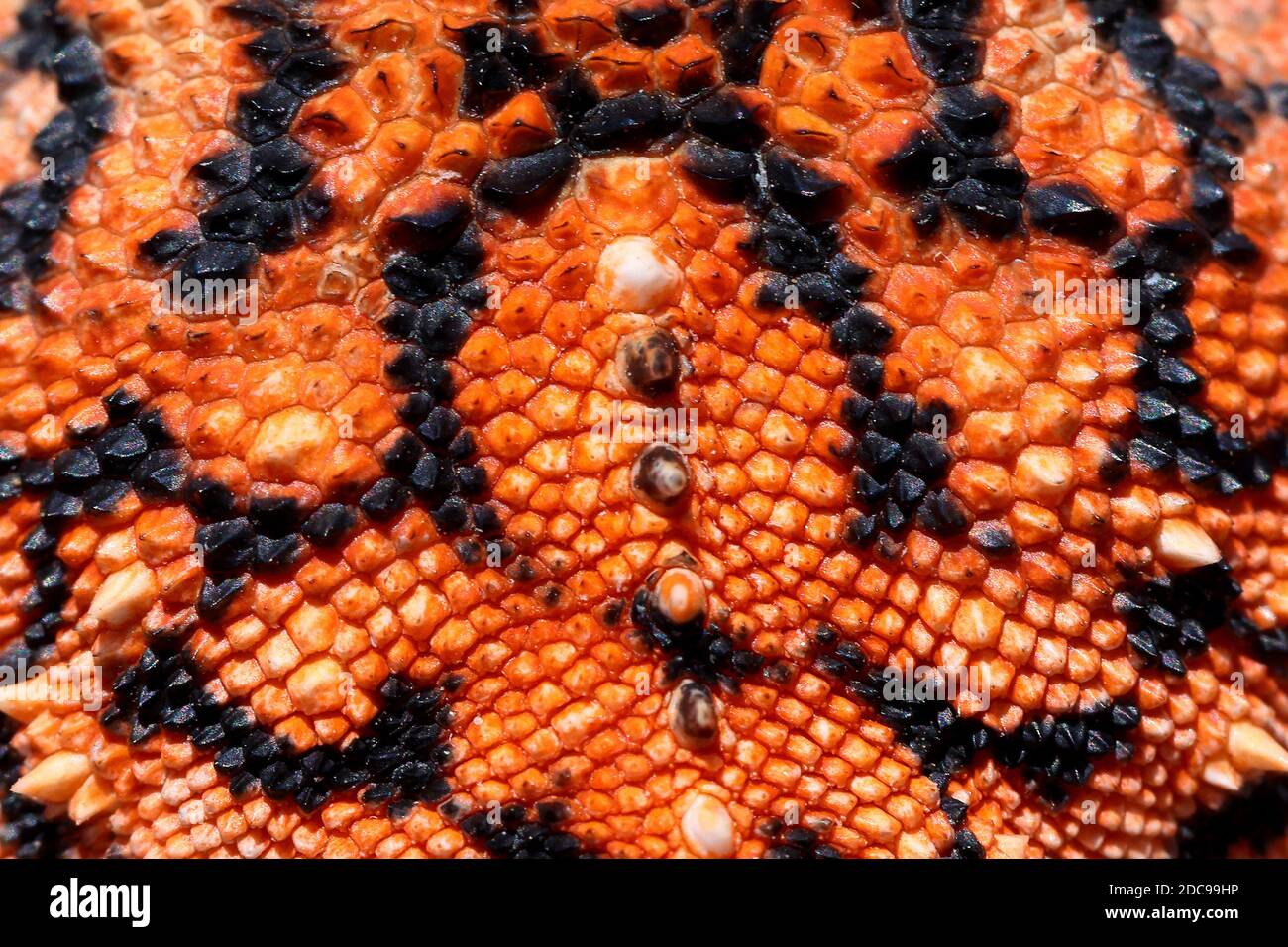 Dragon scales hi-res stock photography and images - Alamy