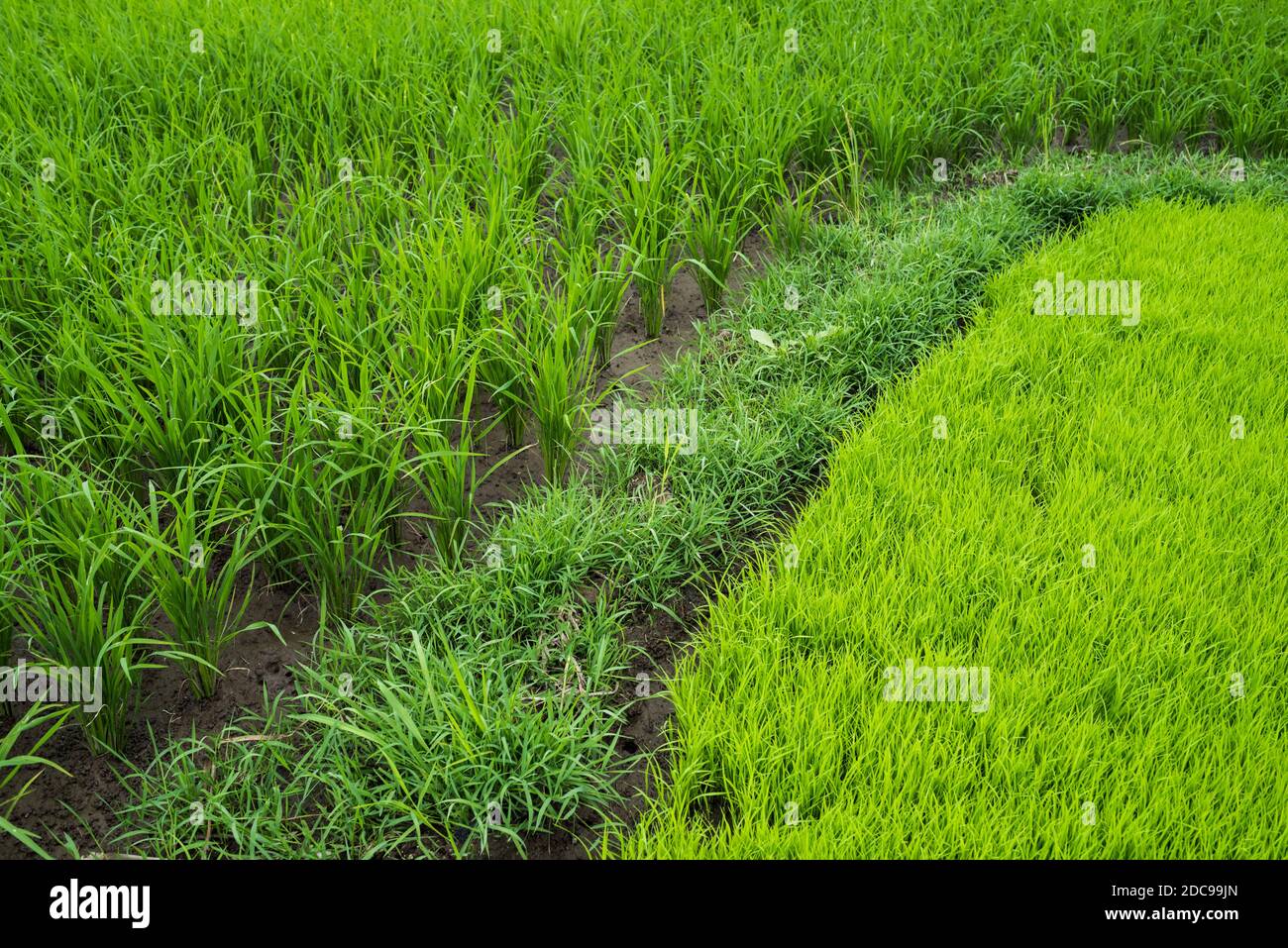 Lush green rice paddy fields close up landscape, Bukittinggi, West ...