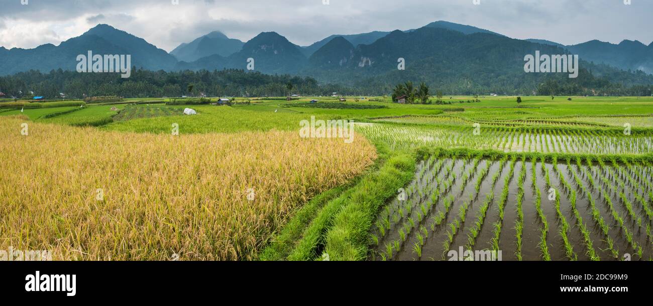 Sumatra landscape hi-res stock photography and images - Alamy