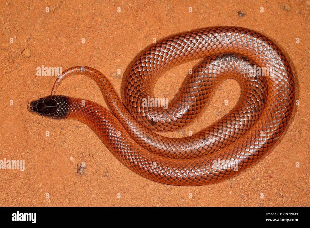 Parasuta hi-res stock photography and images - Alamy