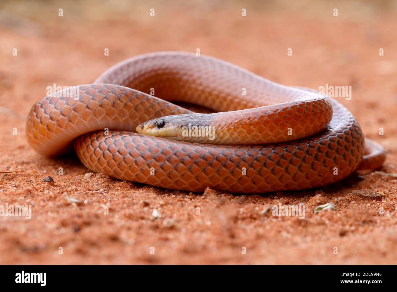 Parasuta hi-res stock photography and images - Alamy