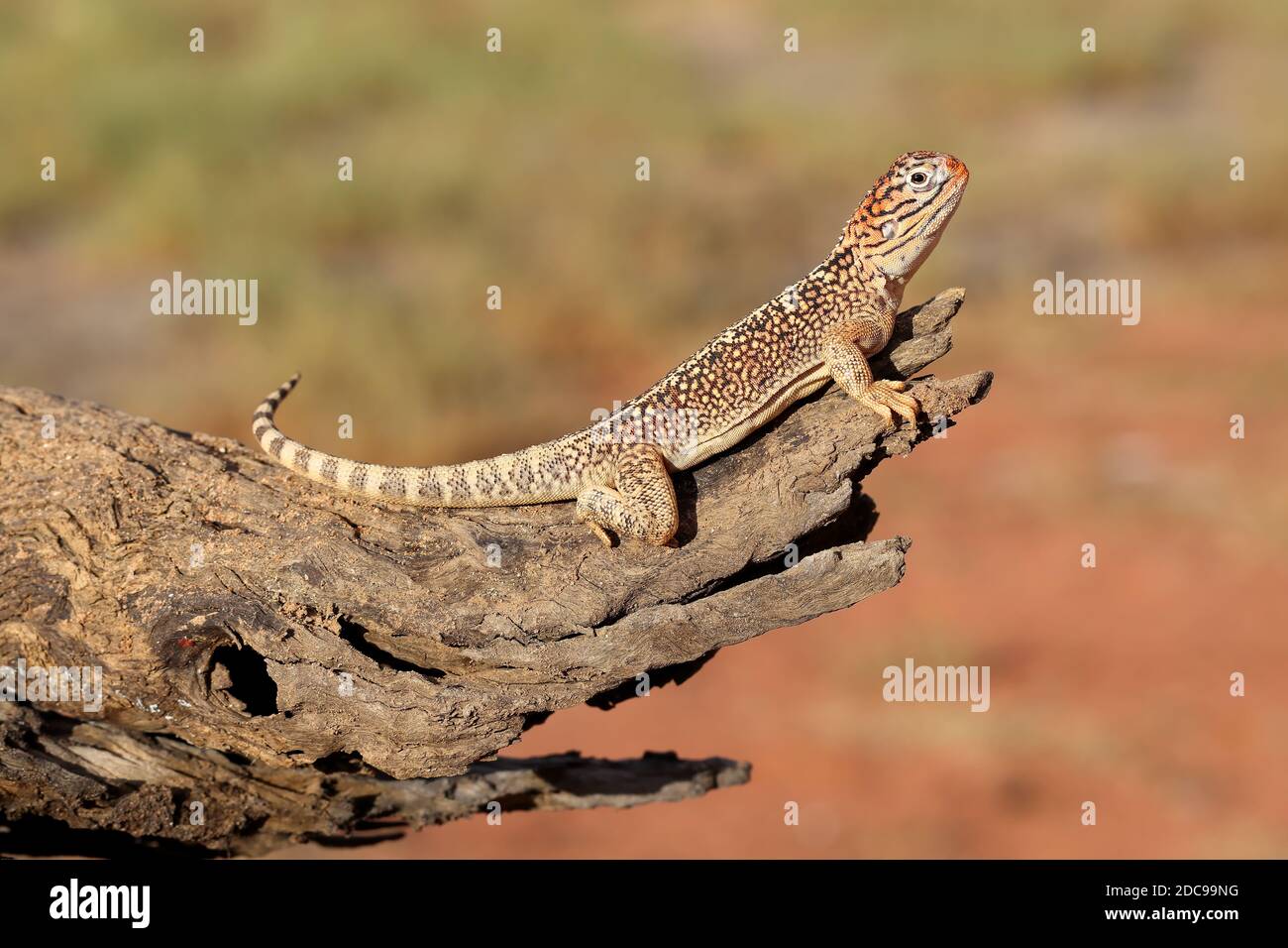 Central Netted Dragon basking on log Stock Photo - Alamy