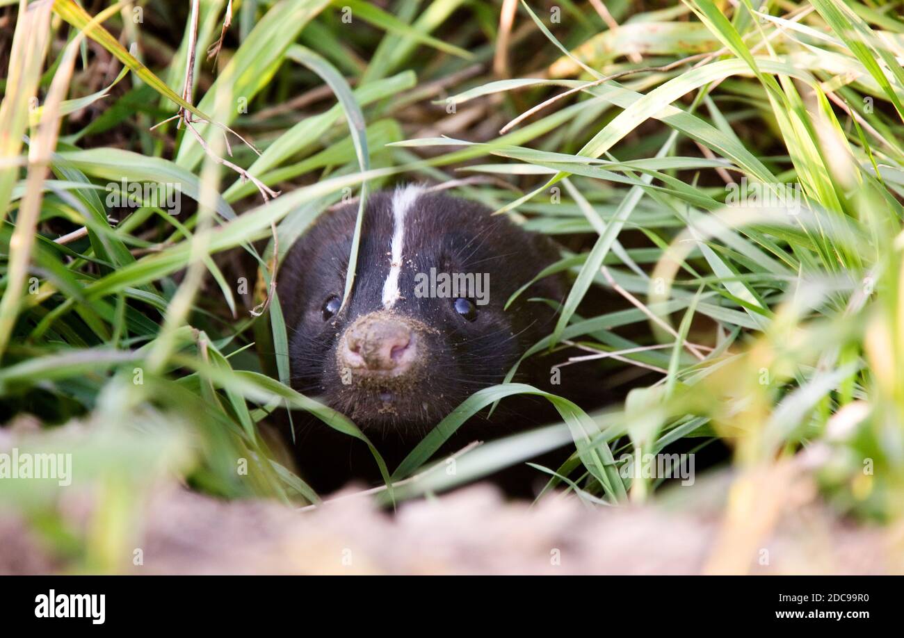 Baby Skunk in Den spring Saskatchewan Canada Stock Photo - Alamy