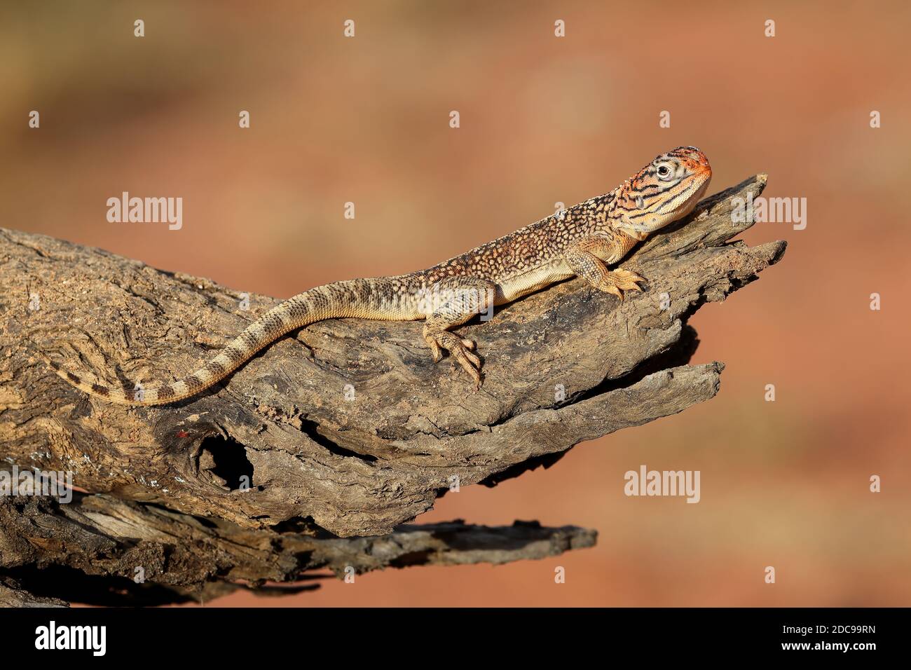 Central netted dragon hi-res stock photography and images - Alamy