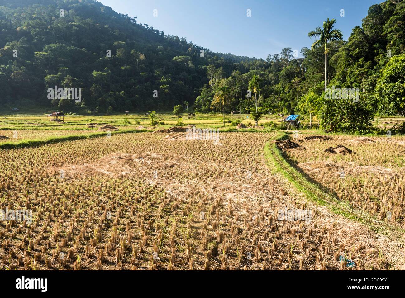 Indonesian rice fields hi-res stock photography and images - Alamy