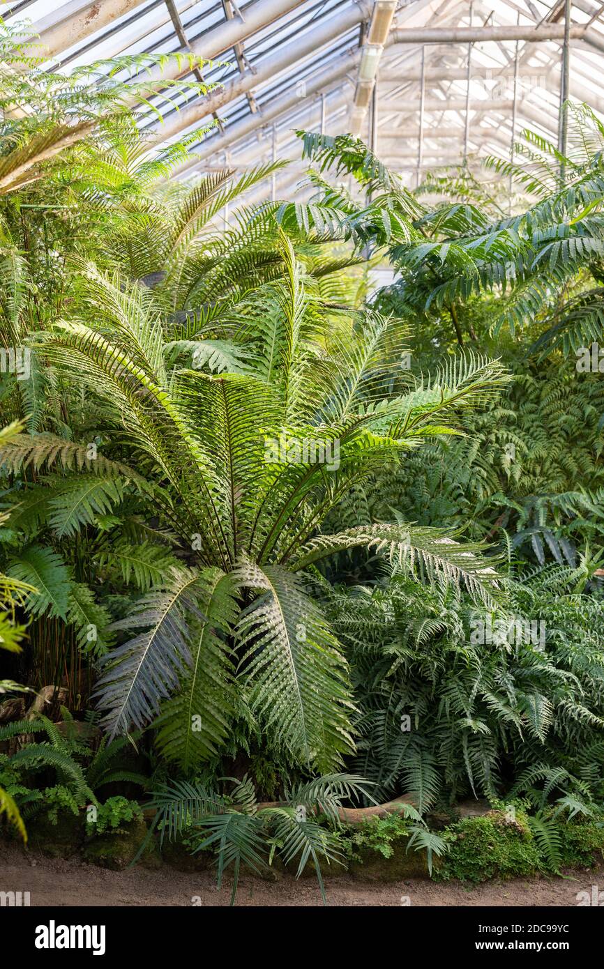 Vertical ferns plant green grow growing growth hi-res stock photography ...