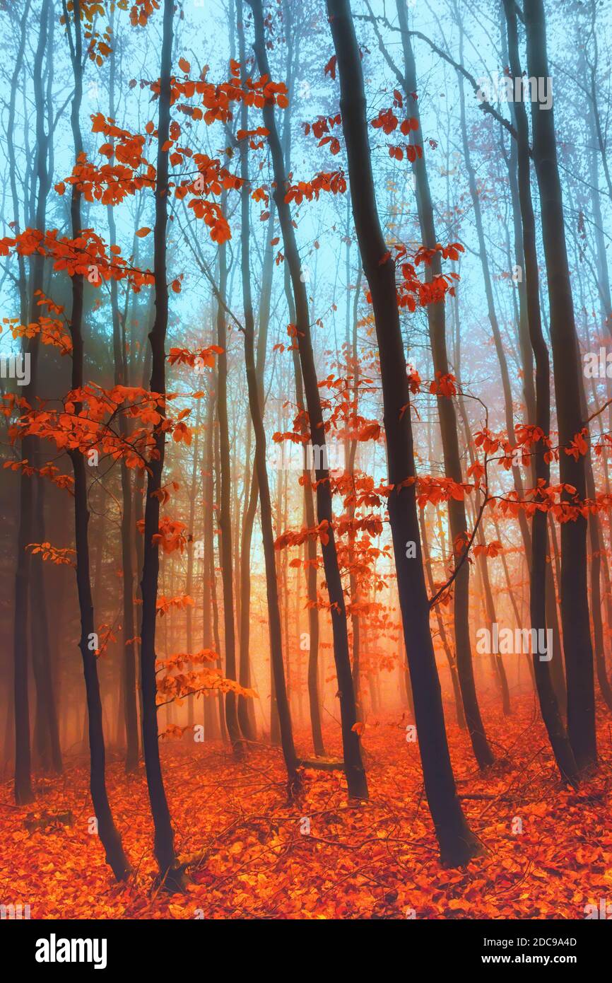 Beautiful colorful autumn forest, fantasy moody forest trees in cold ...