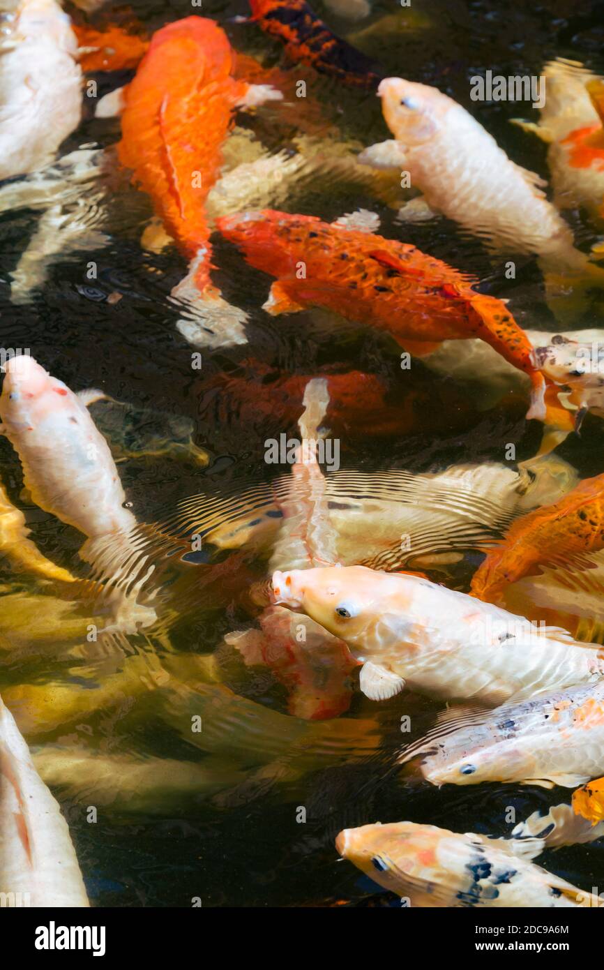 Koi fish, koi carp (cyprinus carpio) swimming in a pond Stock Photo - Alamy