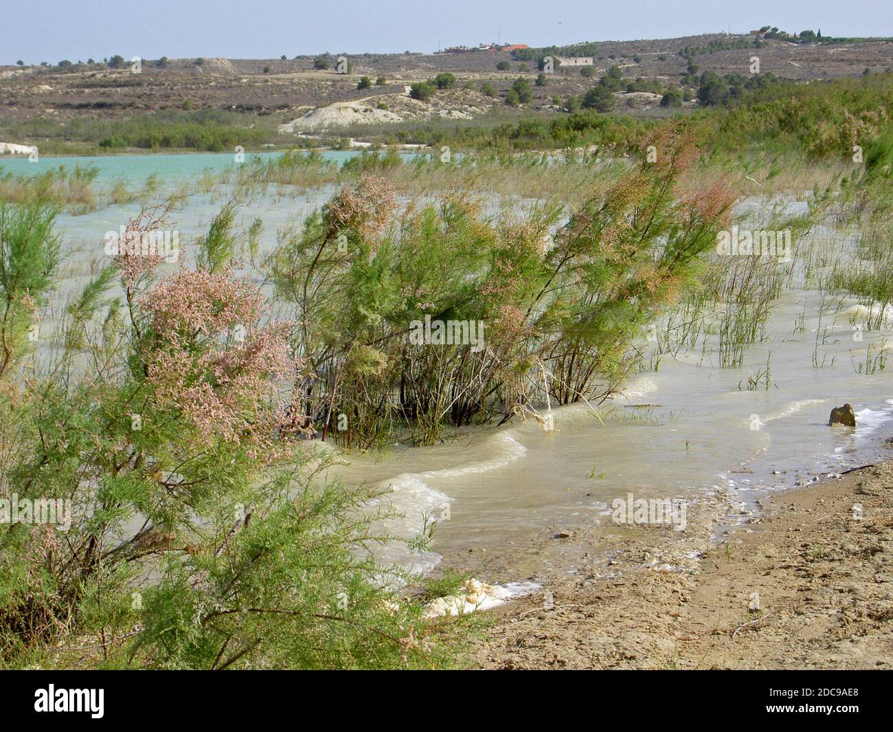 Tamarisk growing at the side of a lake in the Alicante Province of ...