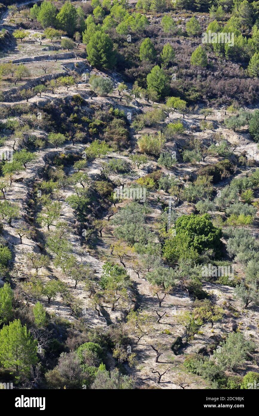 Terraces olive trees hi-res stock photography and images - Alamy