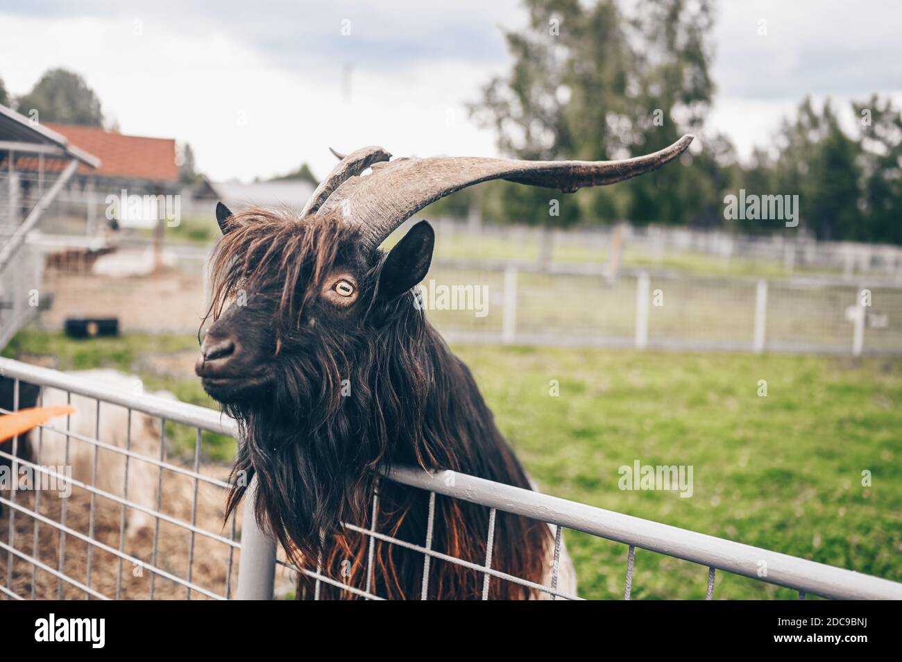 Valais Blackneck