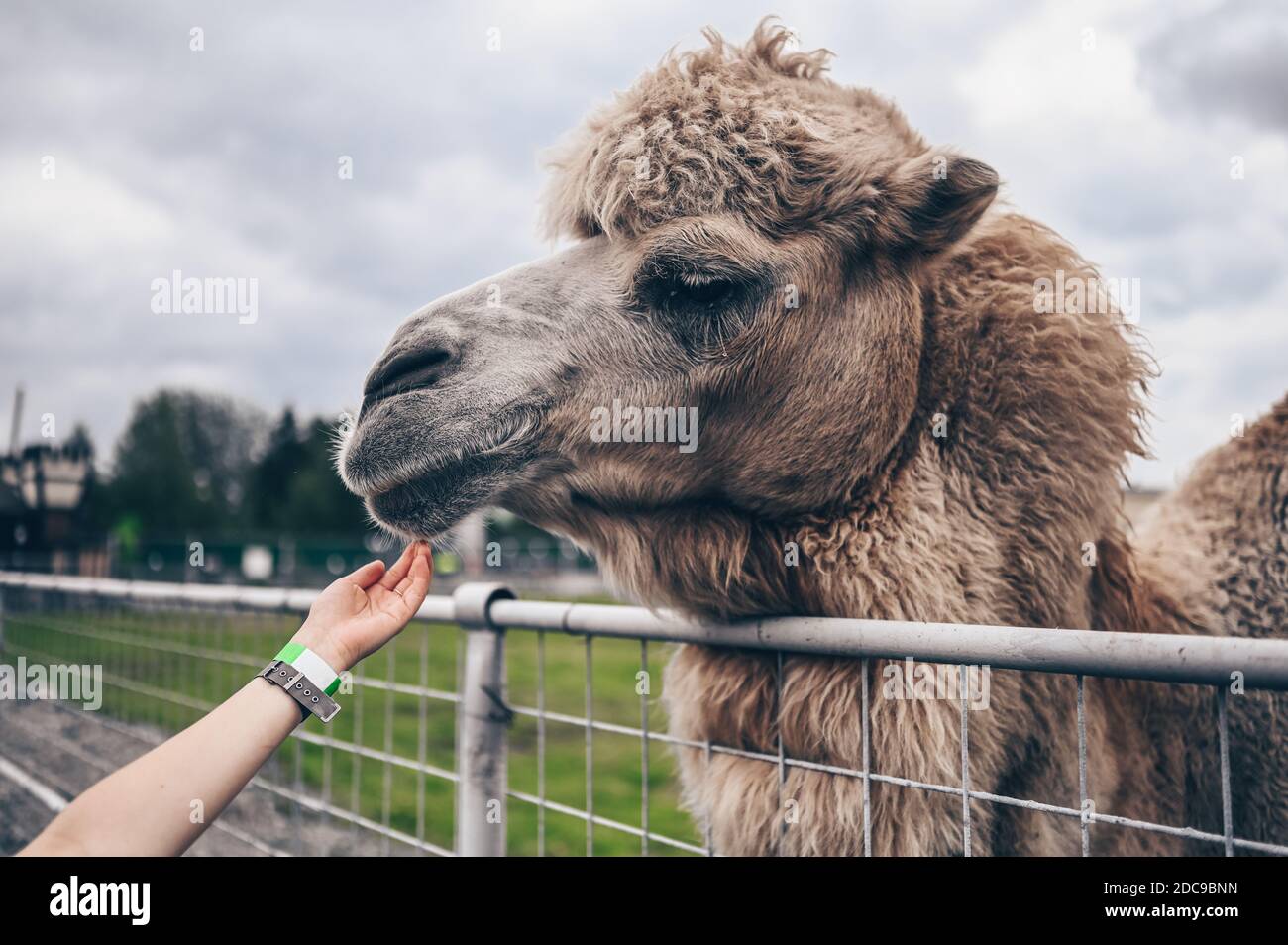 Close up of funny Bactrian camel in Karelia zoo with visitor's hand ...