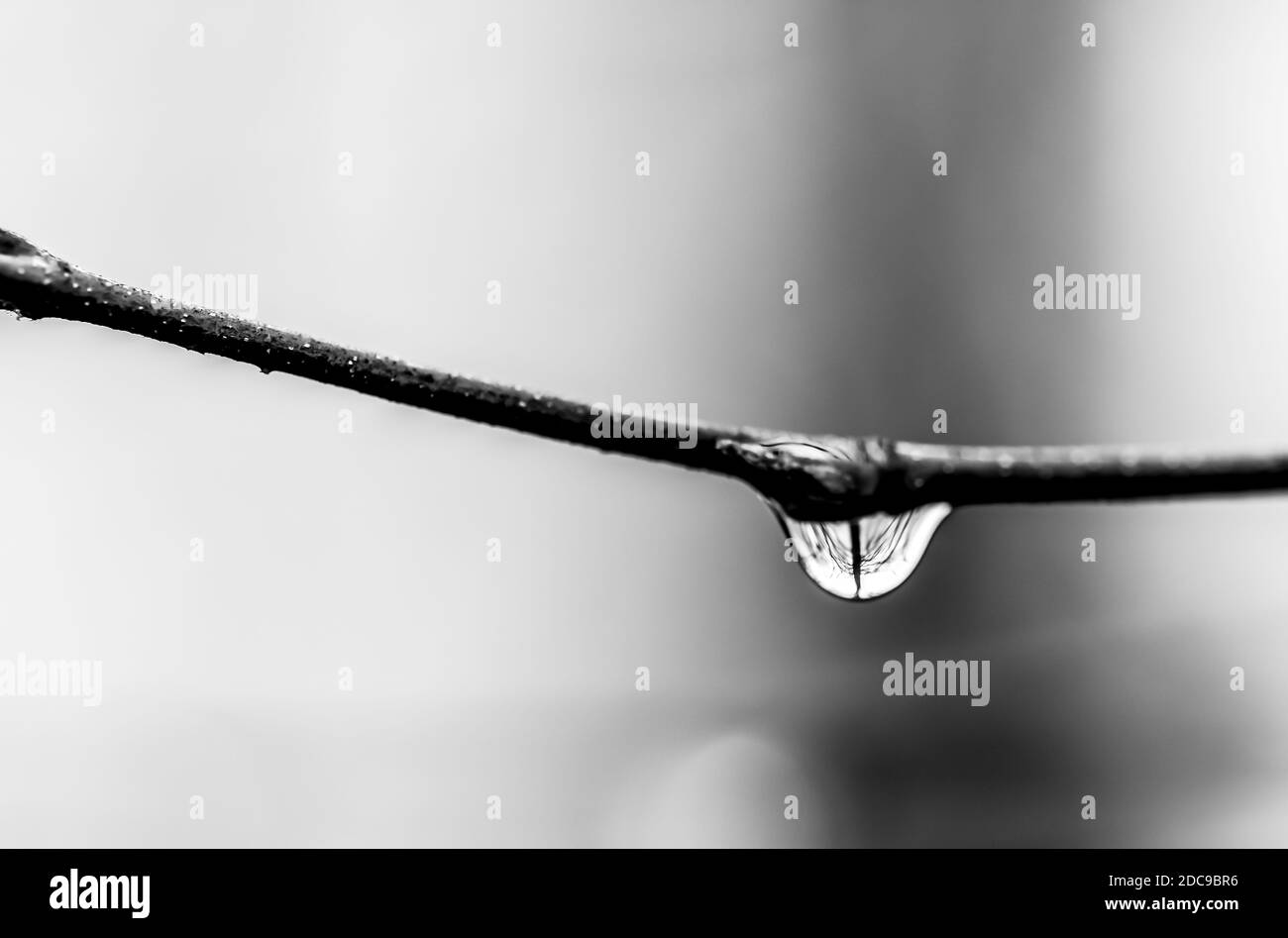 close-up view of raindrop on branch in Spring Stock Photo - Alamy