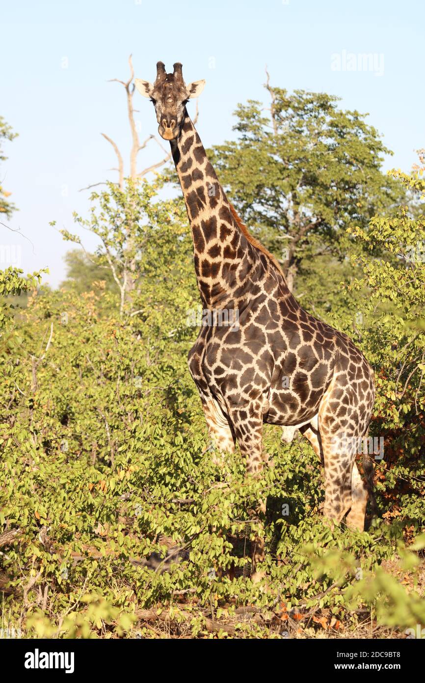 Giraffe / Giraffe / Giraffa Camelopardalis Stock Photo - Alamy