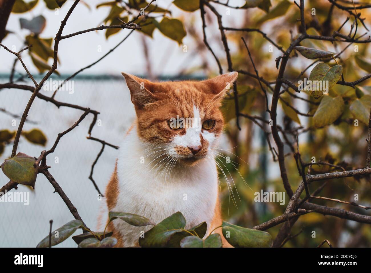 Ginger cat in the tree Stock Photo - Alamy