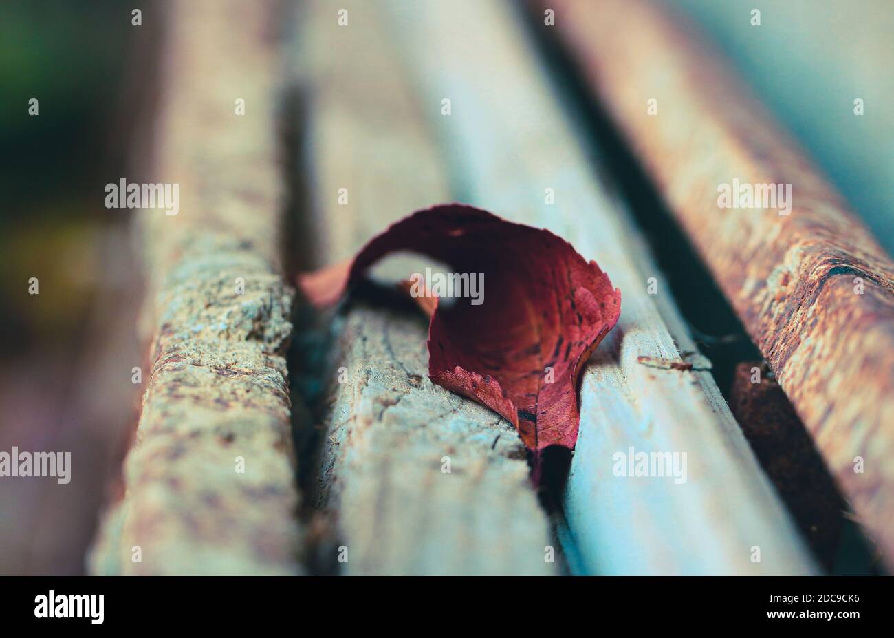 Red leaf theme hi-res stock photography and images - Alamy