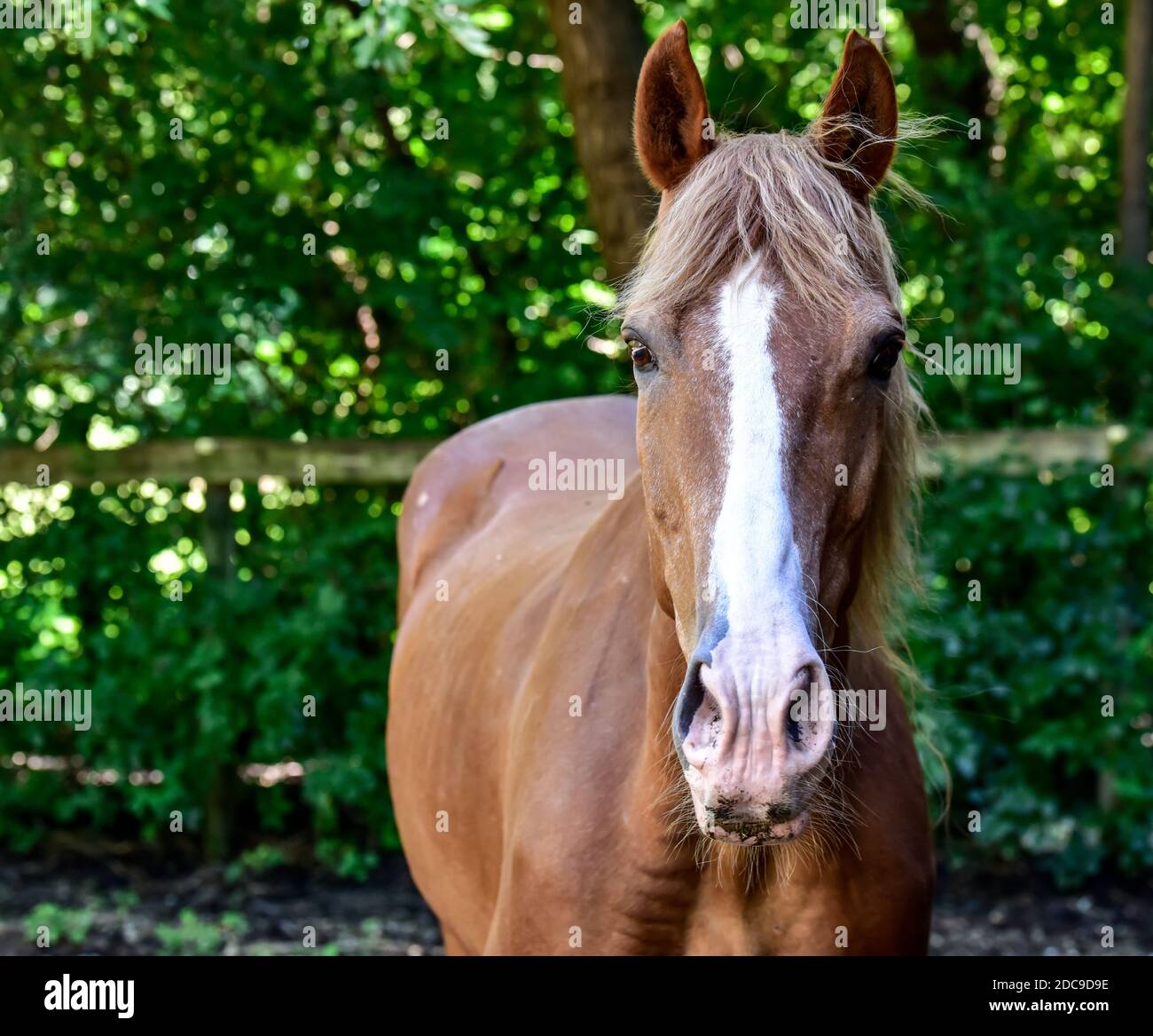 Horse in the stable paddock Stock Photo - Alamy