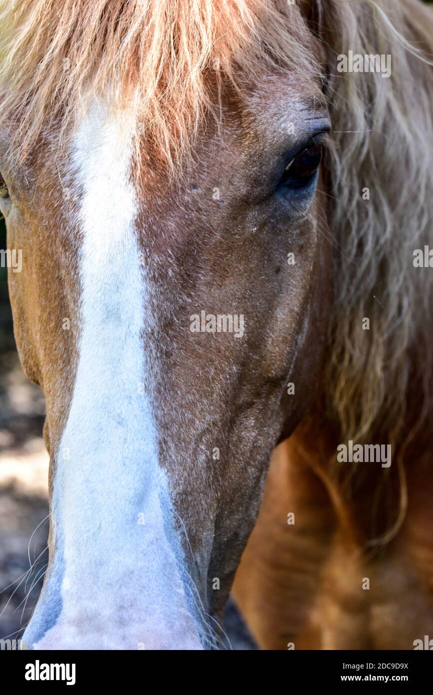 Horse in the stable paddock Stock Photo - Alamy