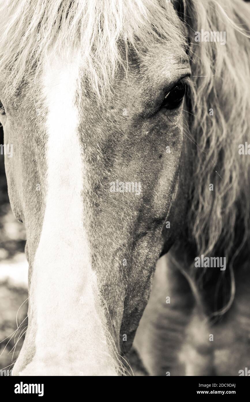 Horse in the stable paddock Stock Photo - Alamy