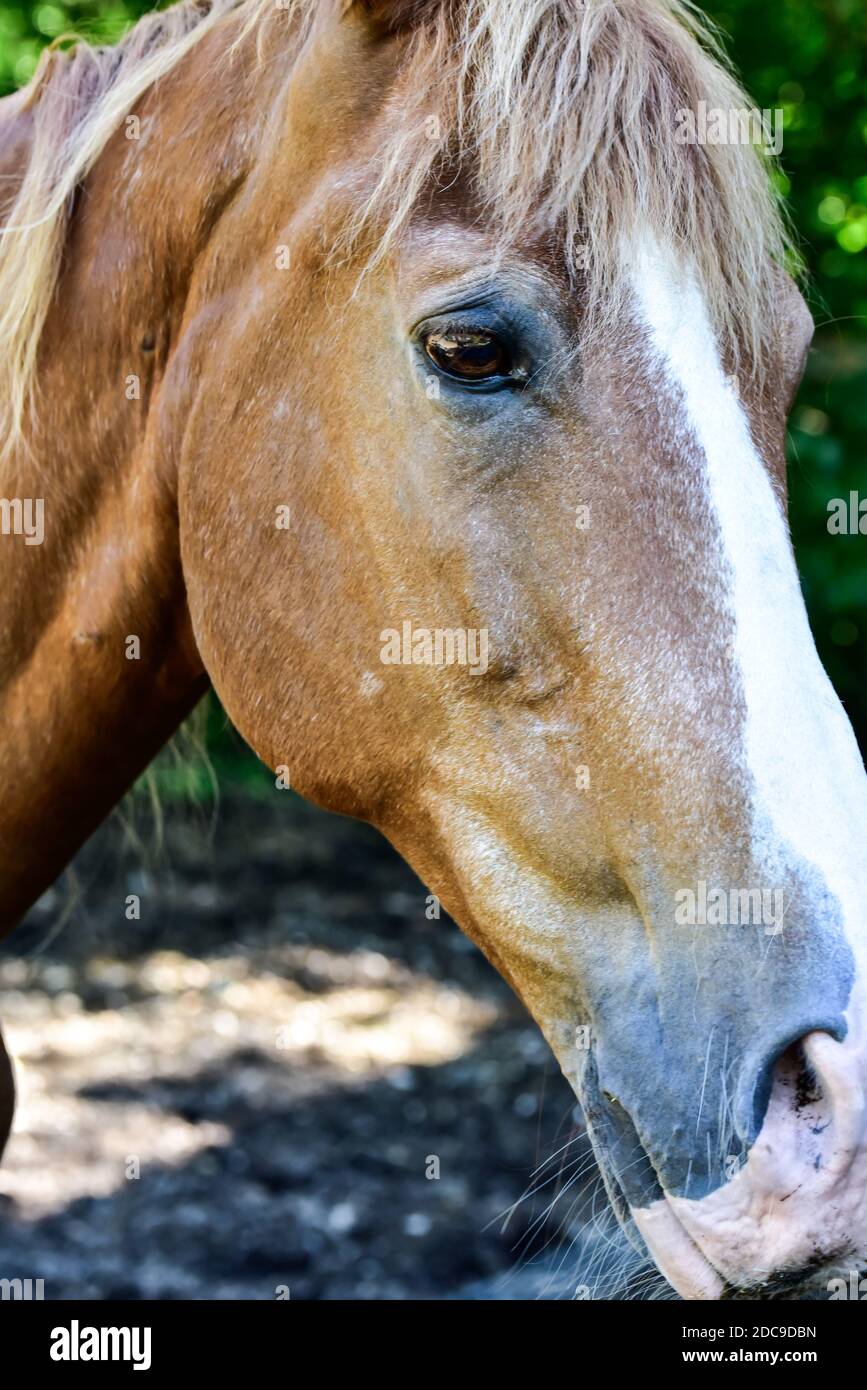 Horse trainer in stable hi-res stock photography and images - Alamy