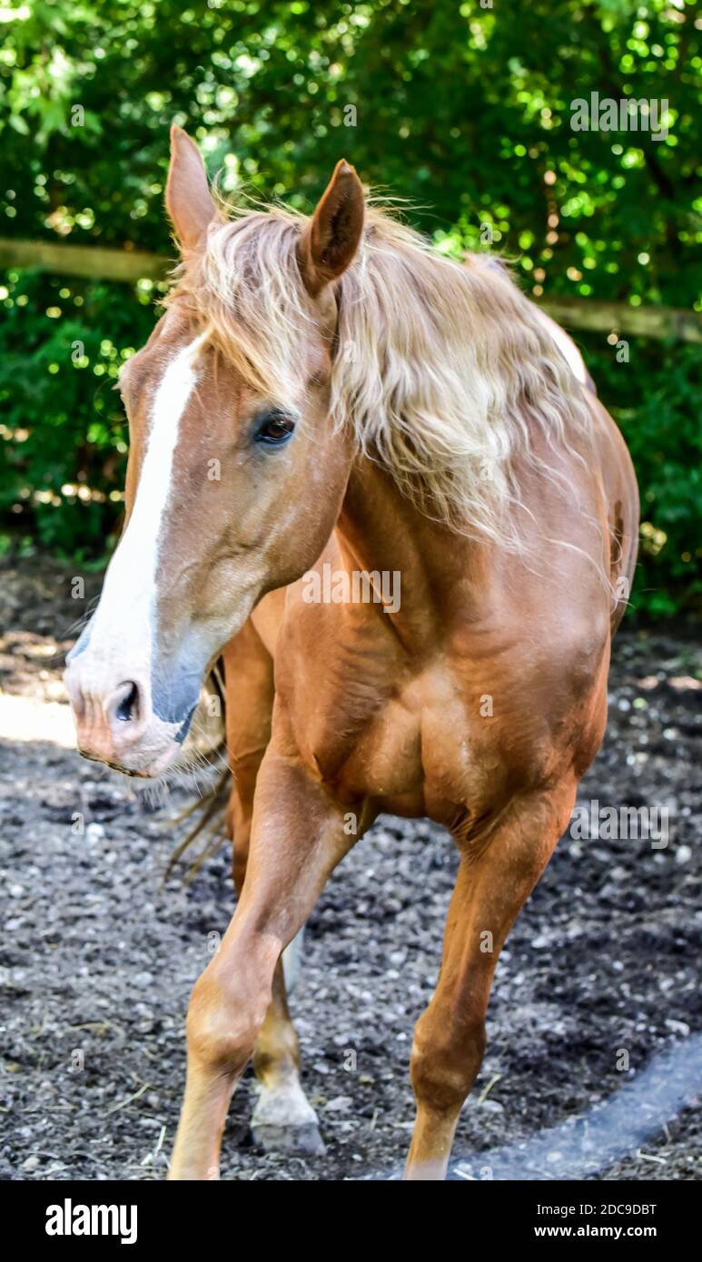 Horse in the stable paddock Stock Photo - Alamy