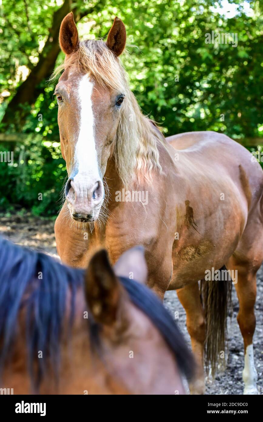 Horse in the stable paddock Stock Photo - Alamy