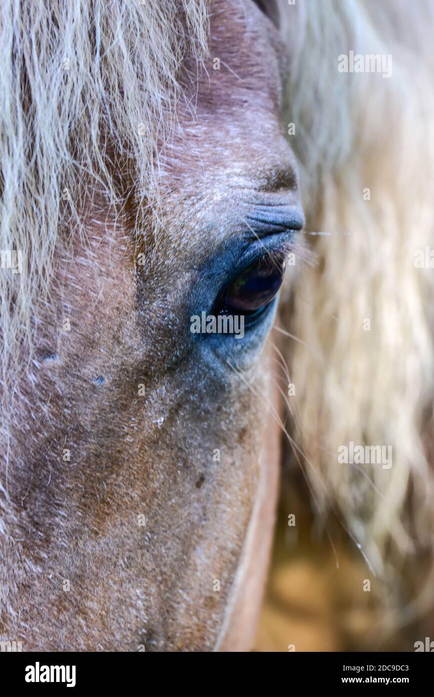 Horse trainer in stable hi-res stock photography and images - Alamy