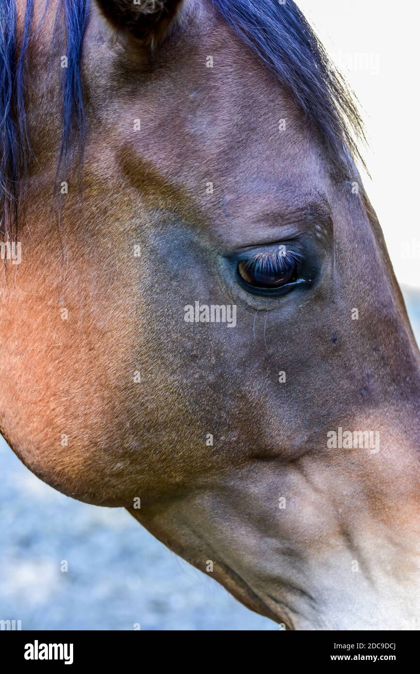 Horse in the stable paddock Stock Photo - Alamy