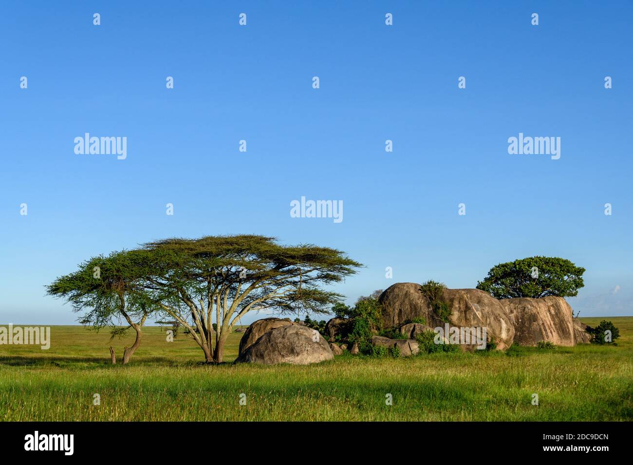 Beautiful Kopje with trees and shrubs in a summer grassy savanna ...
