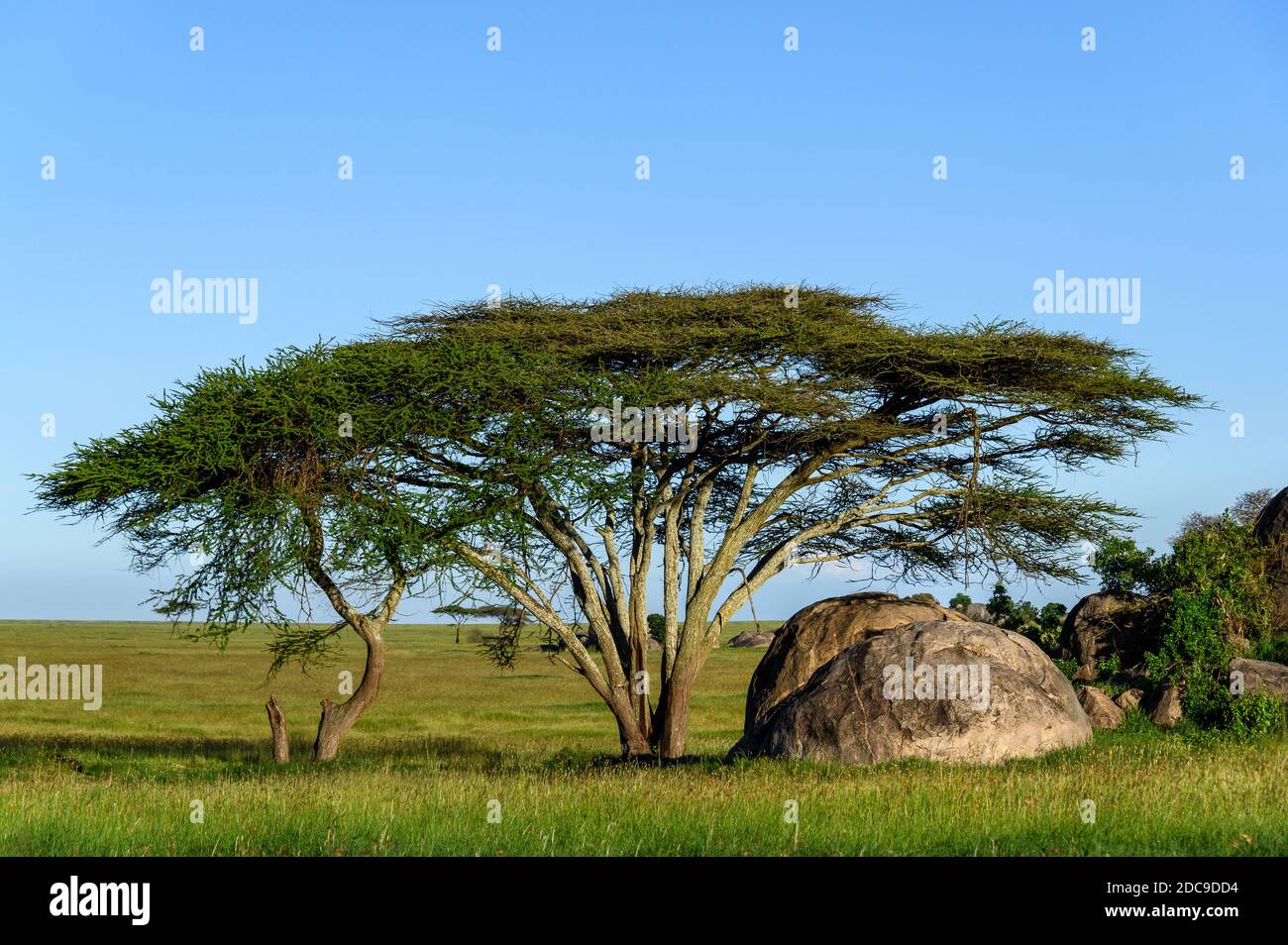 Beautiful Kopje with trees and shrubs in a summer grassy savanna ...