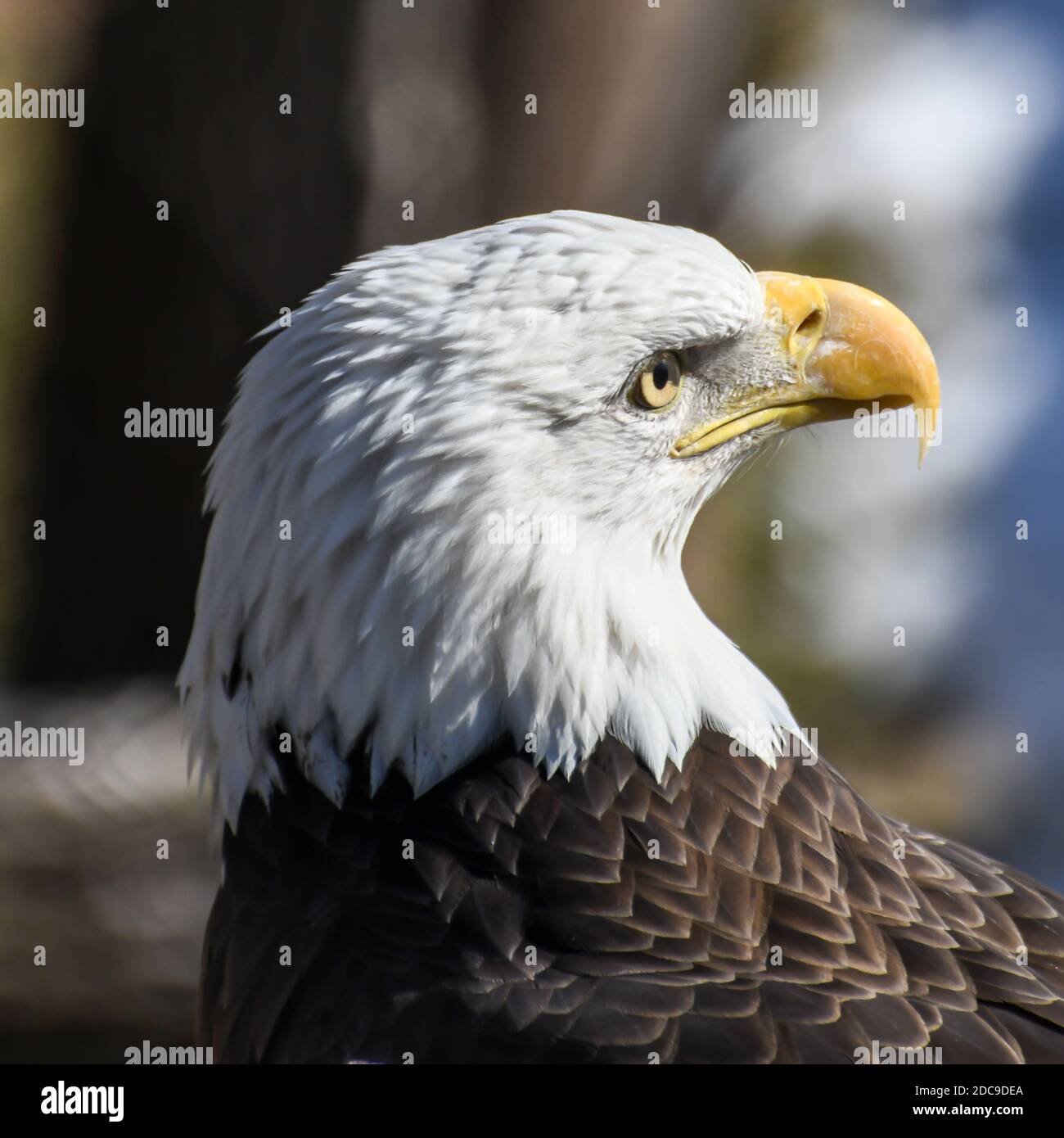 American Bald Eagle in the Zoo Stock Photo - Alamy
