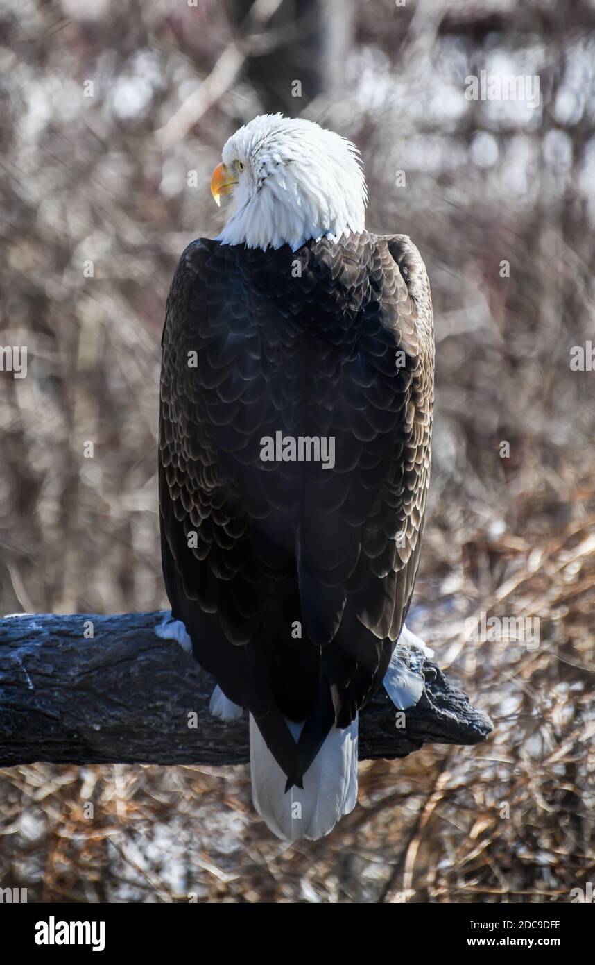 American Bald Eagle in the Zoo Stock Photo - Alamy