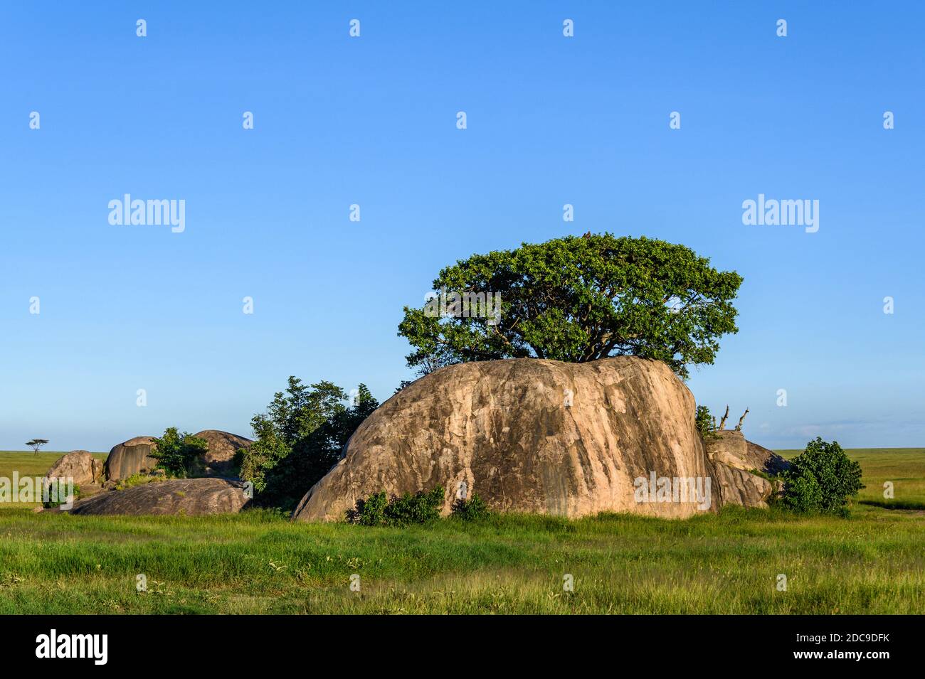 Beautiful Kopje with trees and shrubs in a summer grassy savanna ...
